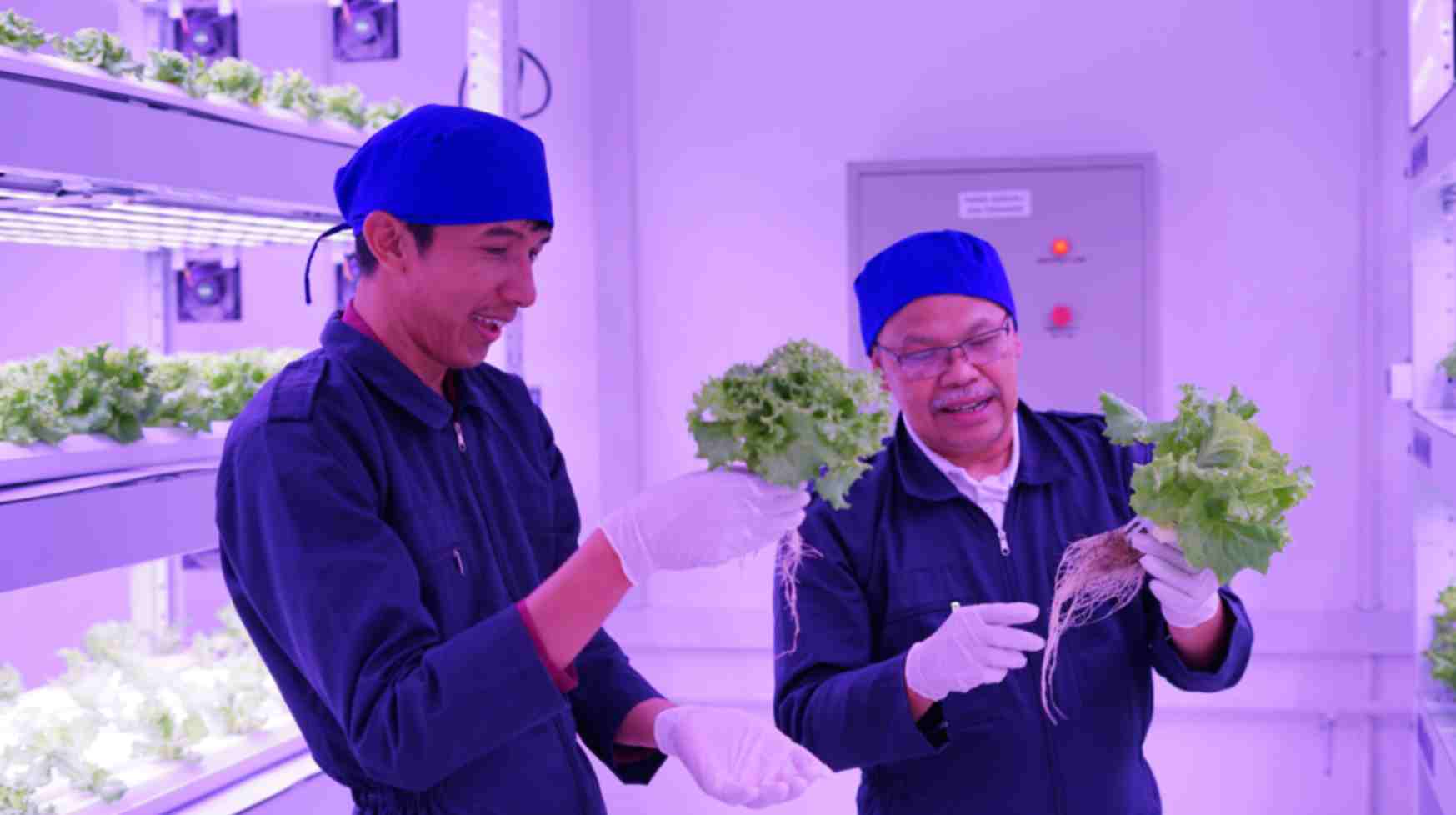 Pertanian Masa Depan: Teknik Pertanian UGM Luncurkan Smart Agri Plant ...