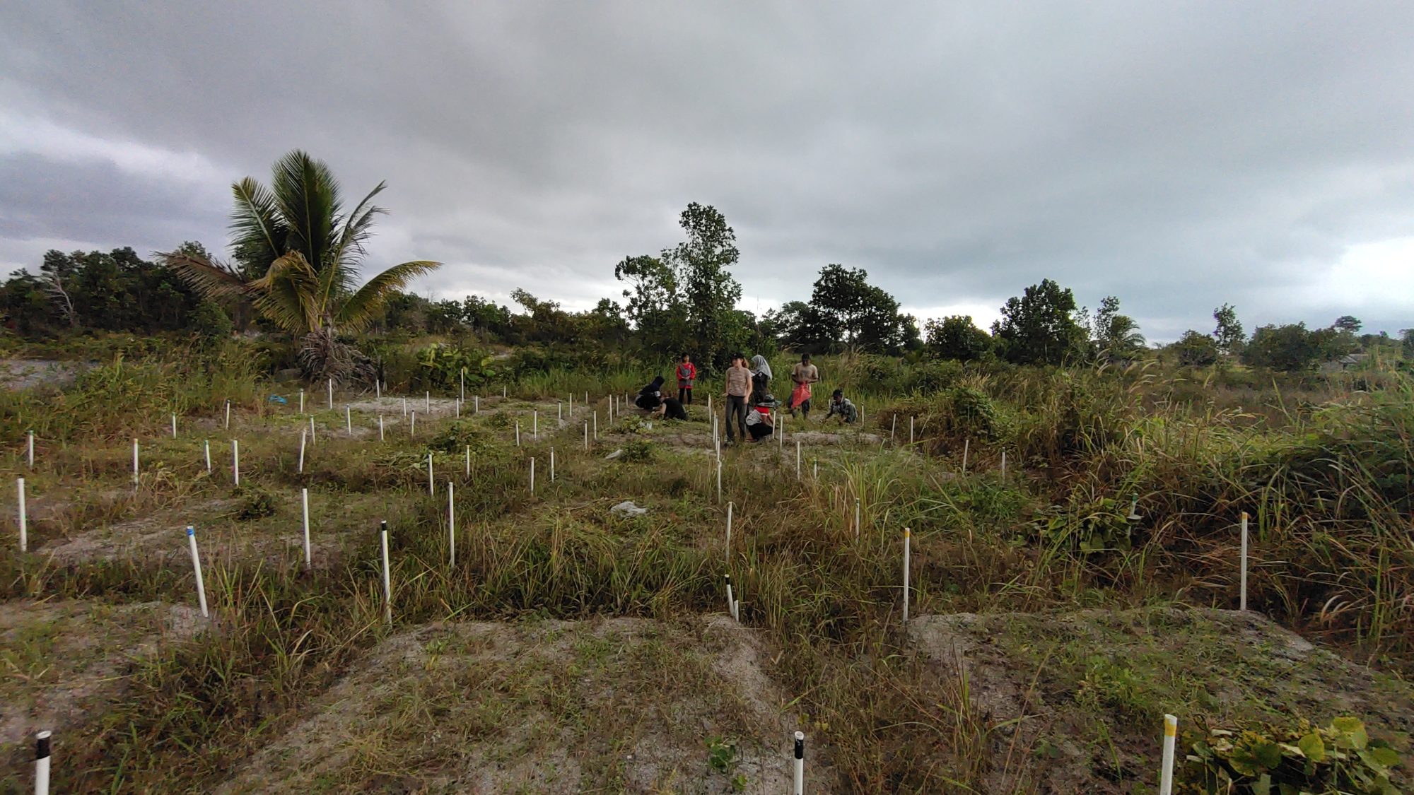 Penelitian Lanjutan Pemanfaatan Lahan Pasca Tambang Timah untuk ...
