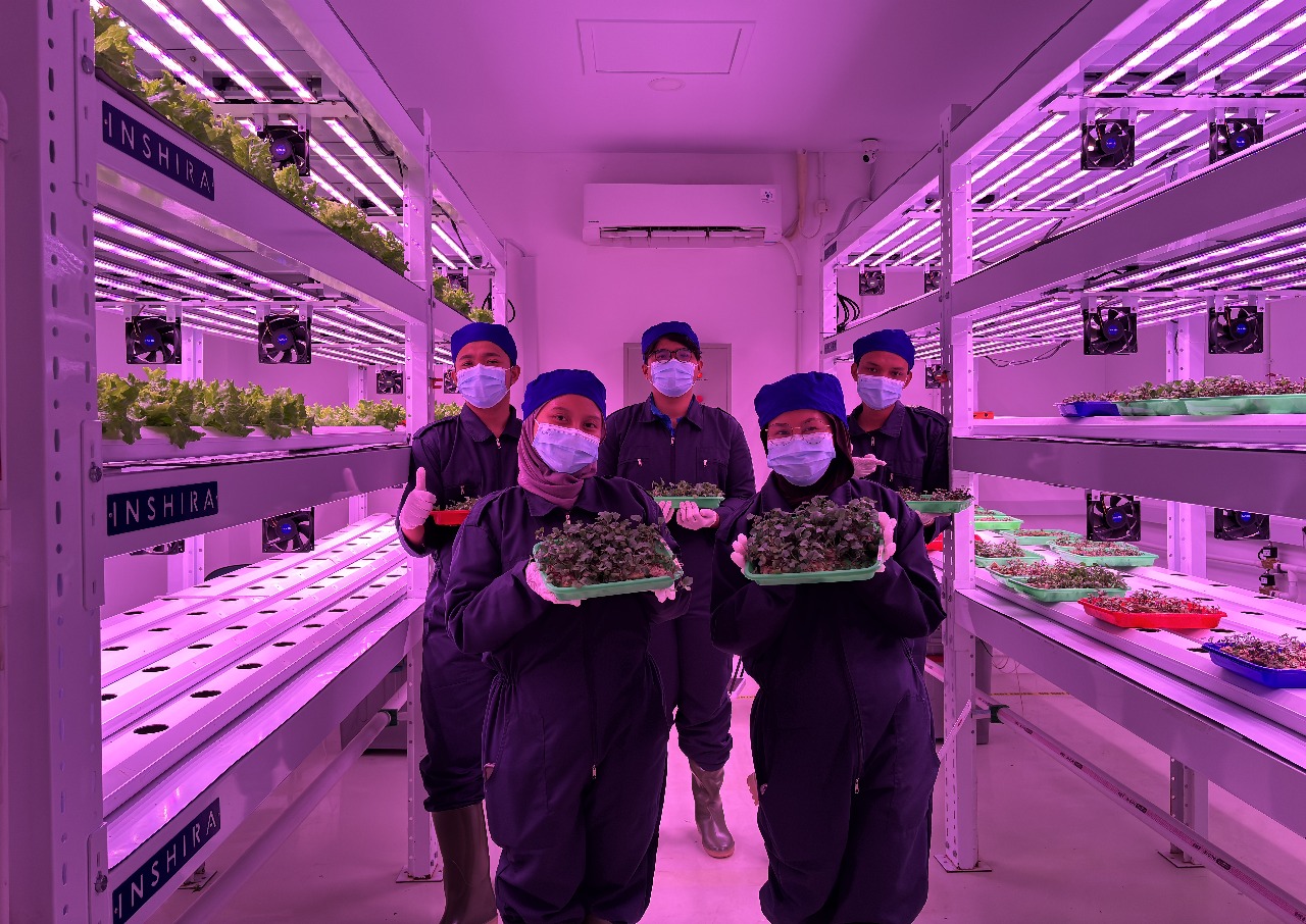 Optimization of Microgreens Production with Microalgae: UGM Students ...